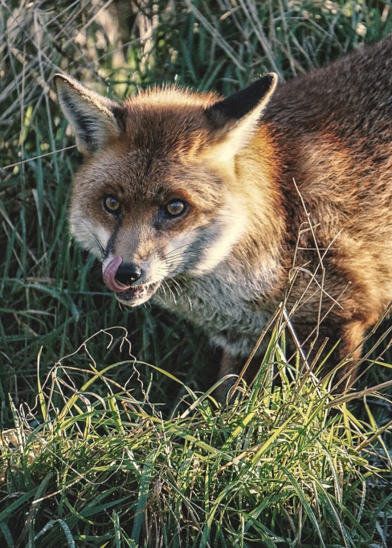 Hungry Fox Memes